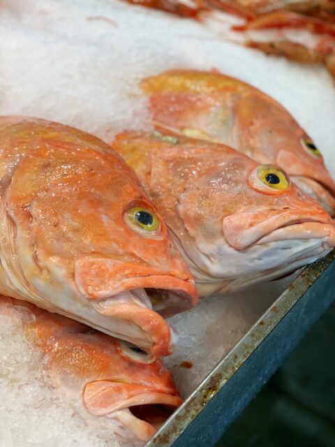 Golden Eye Snapper – Fog River